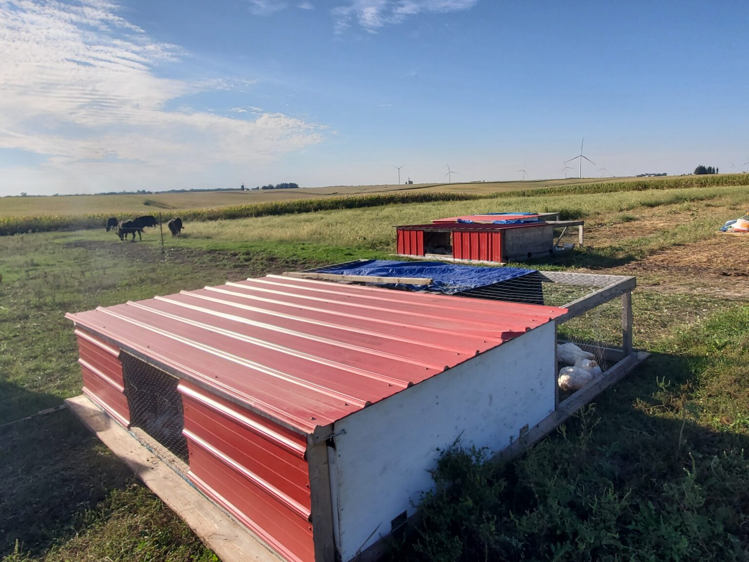 How to Store Farm Fresh Eggs (and How Long They Last)