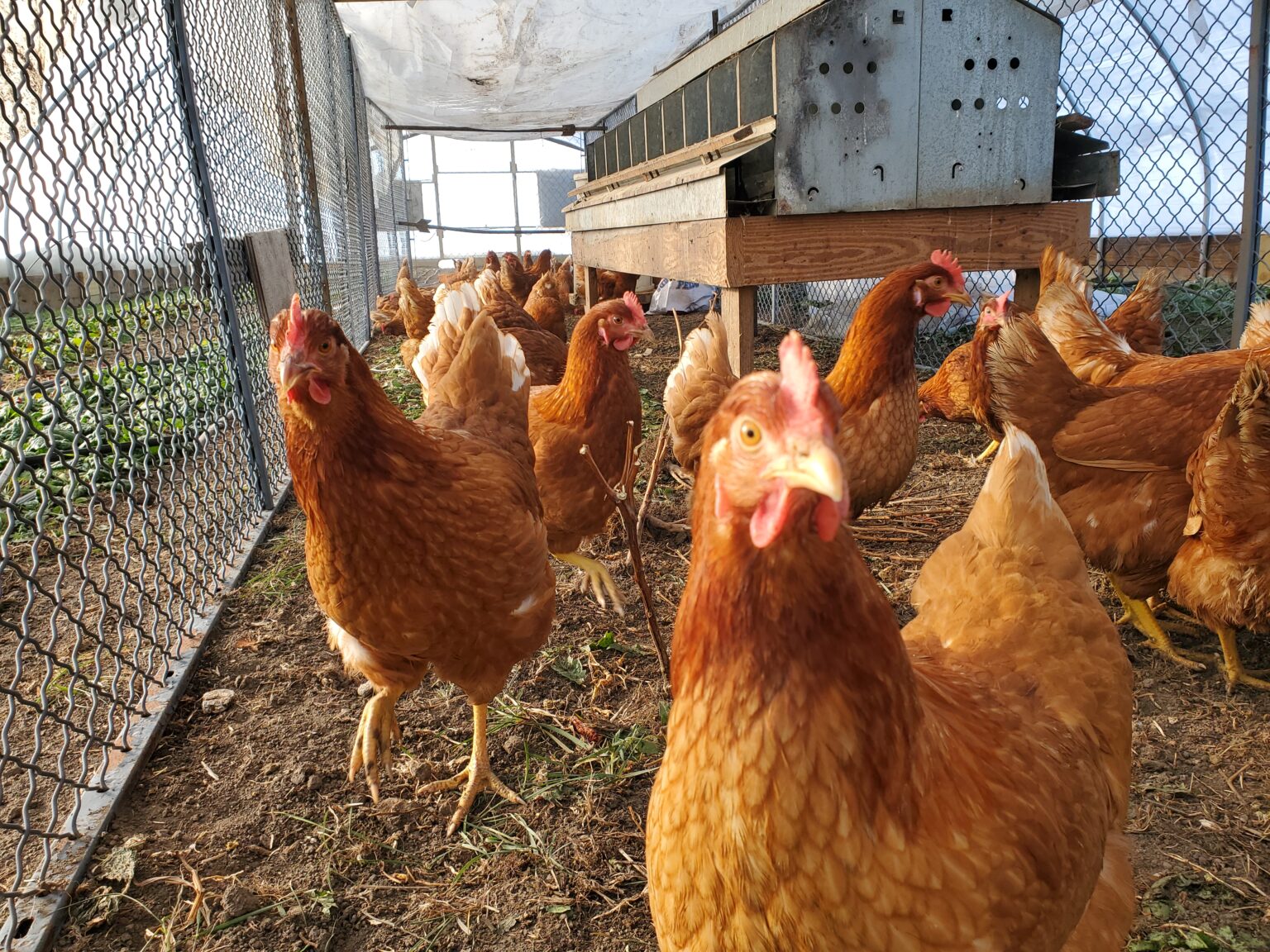 How to Store Farm Fresh Eggs (and How Long They Last)