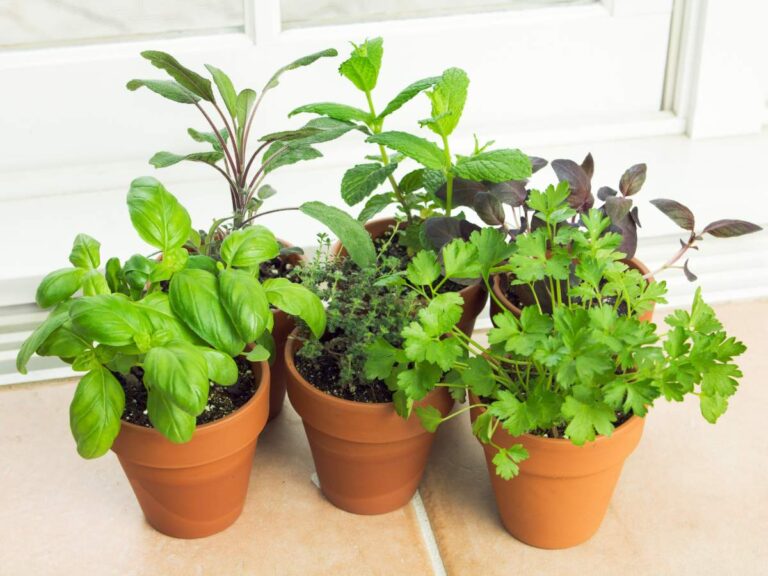 Best Herbs for a home garden: beginners growing guide