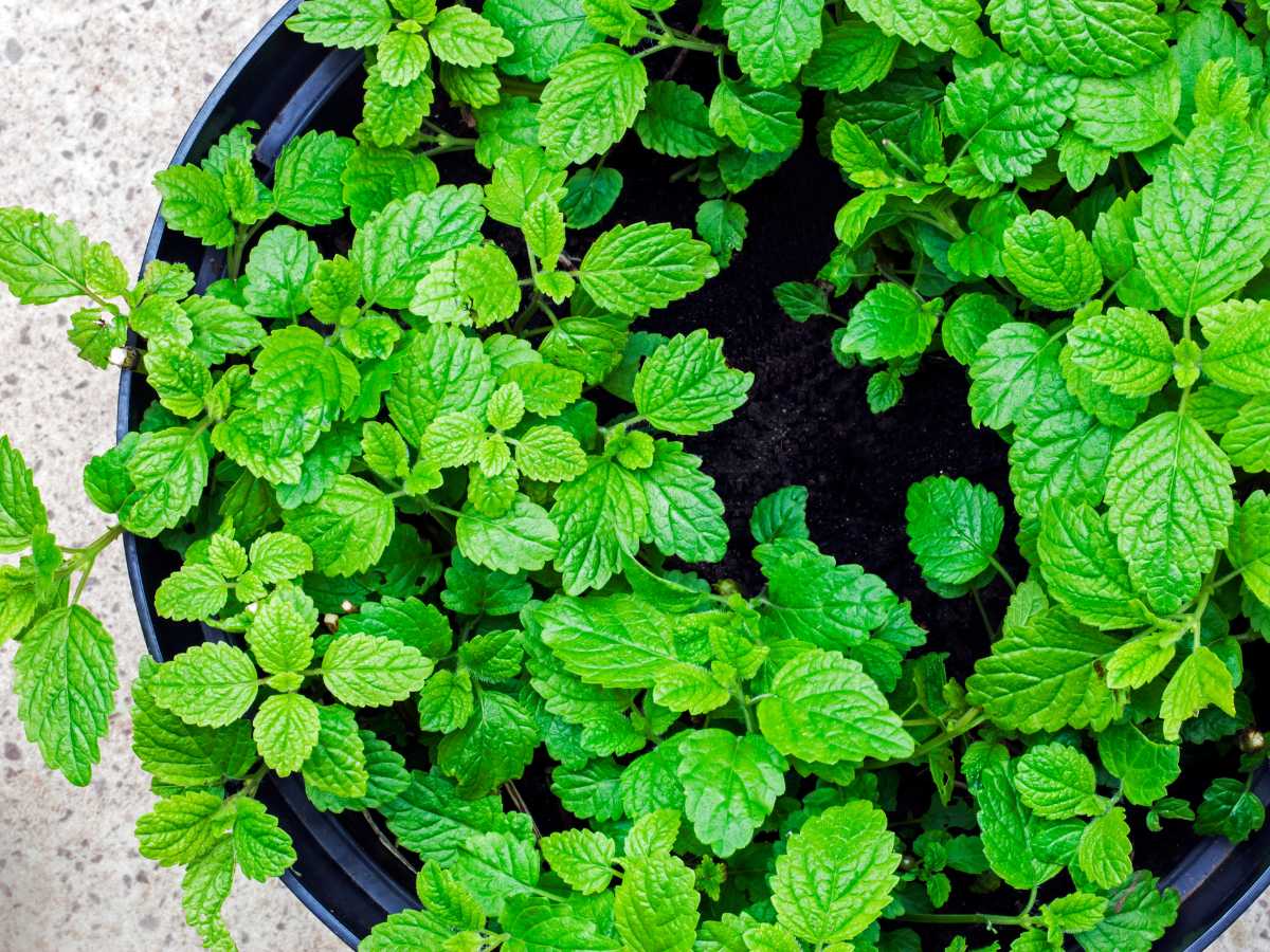 Best Herbs for a home garden: beginners growing guide