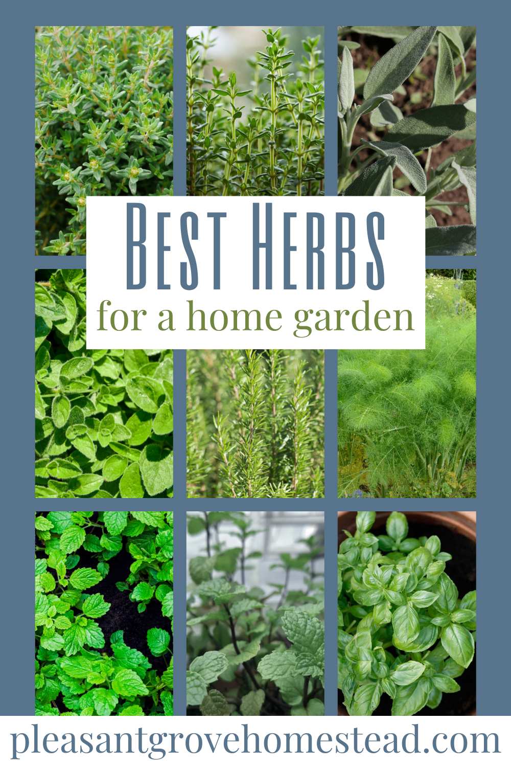 Best Herbs for a home garden: beginners growing guide