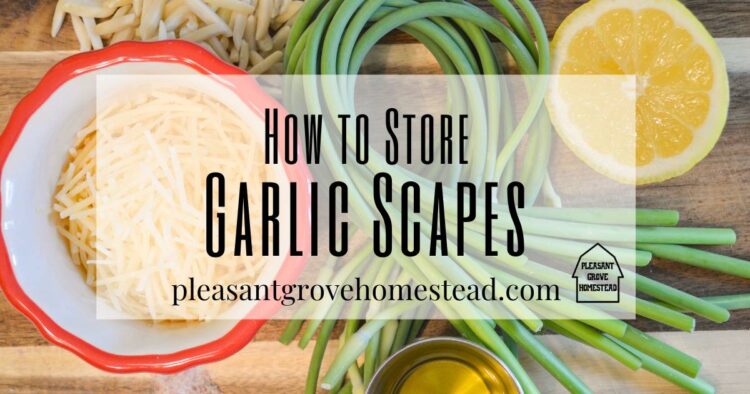 How to Store Garlic Scapes (Plus Recipes and Ideas to Use)