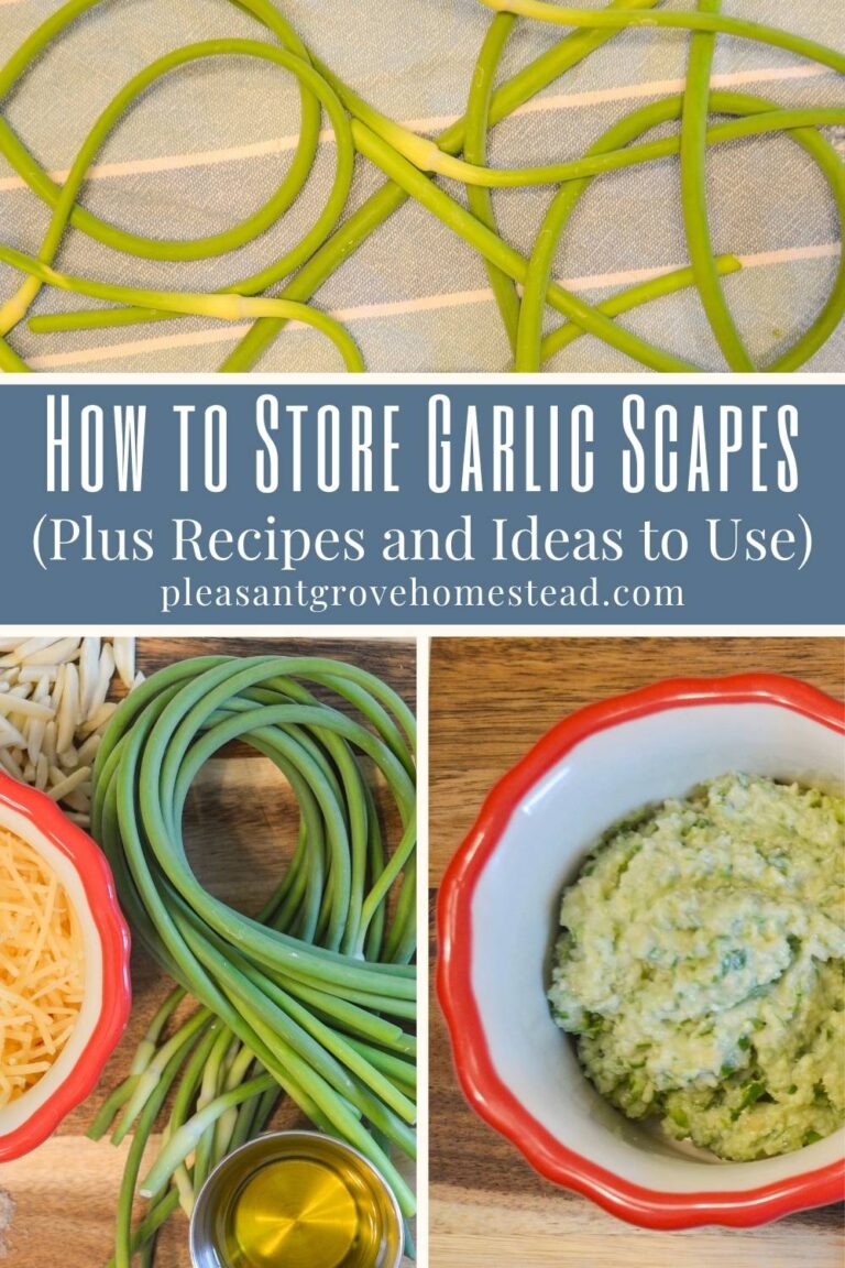 How to Store Garlic Scapes (Plus Recipes and Ideas to Use)