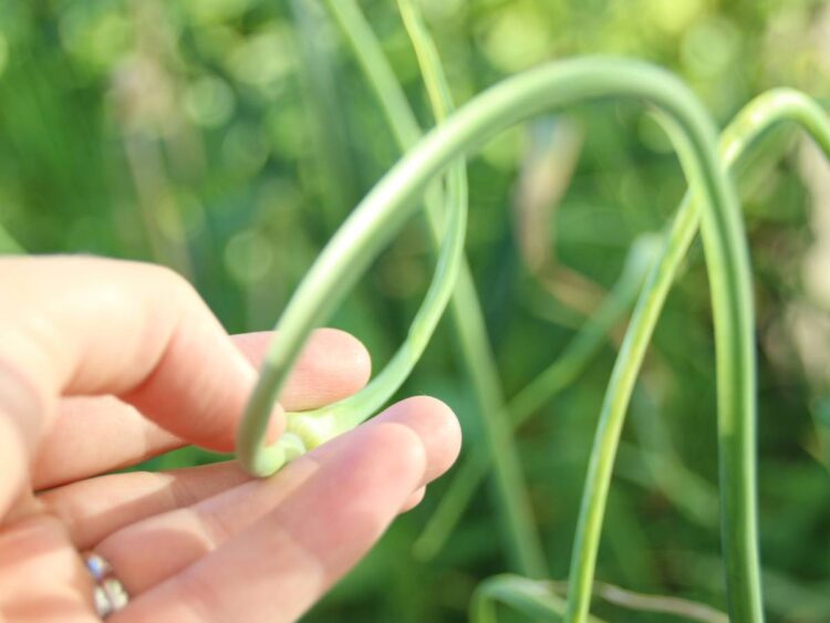 How to Store Garlic Scapes (Plus Recipes and Ideas to Use)