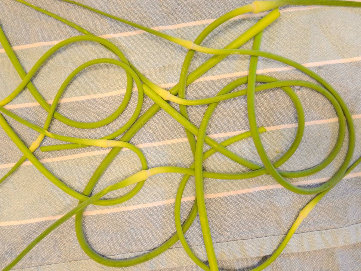 How to Store Garlic Scapes (Plus Recipes and Ideas to Use)