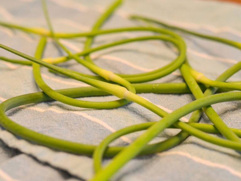 How to Store Garlic Scapes (Plus Recipes and Ideas to Use)