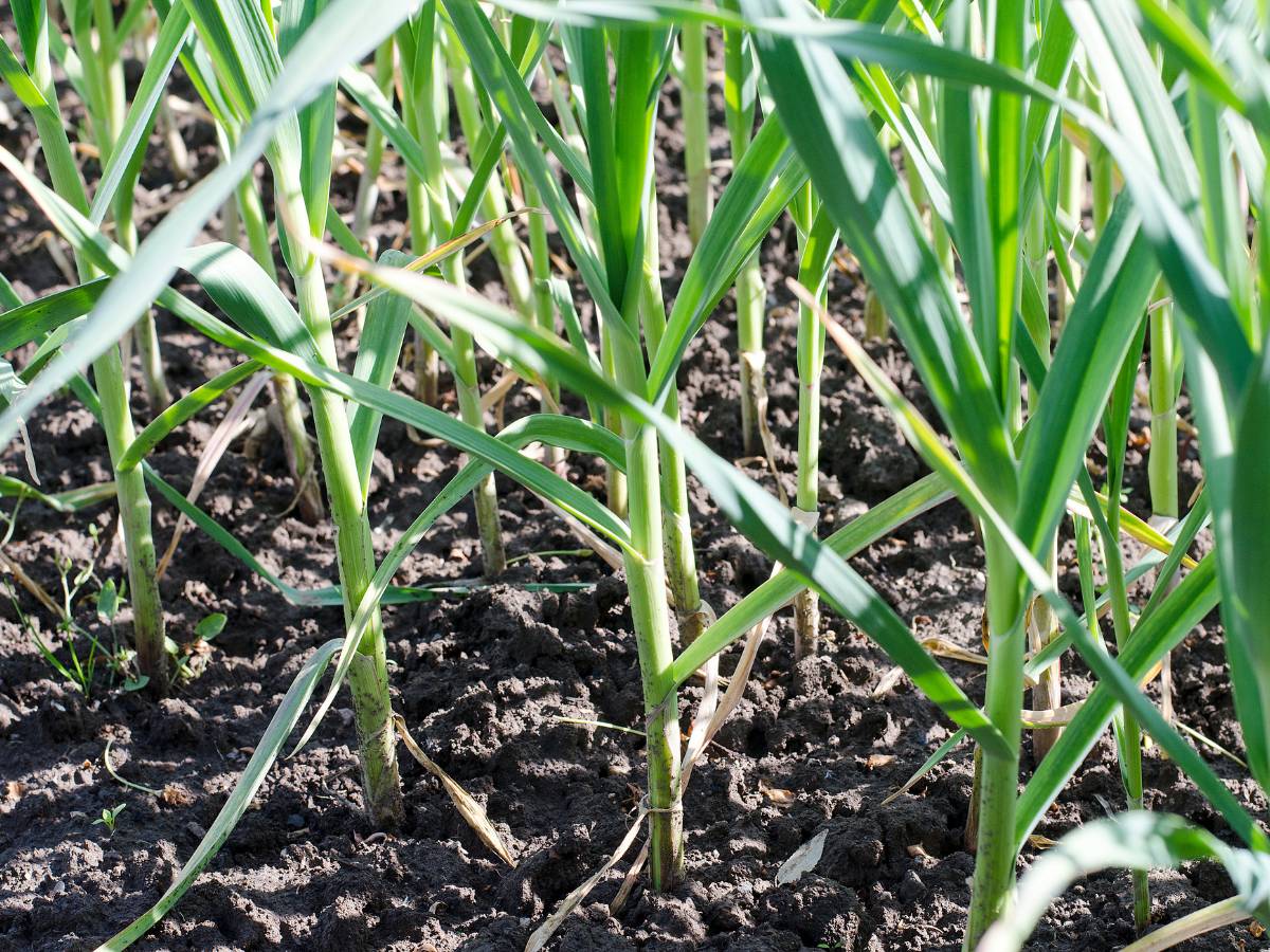 How to Store Garlic Scapes (Plus Recipes and Ideas to Use)