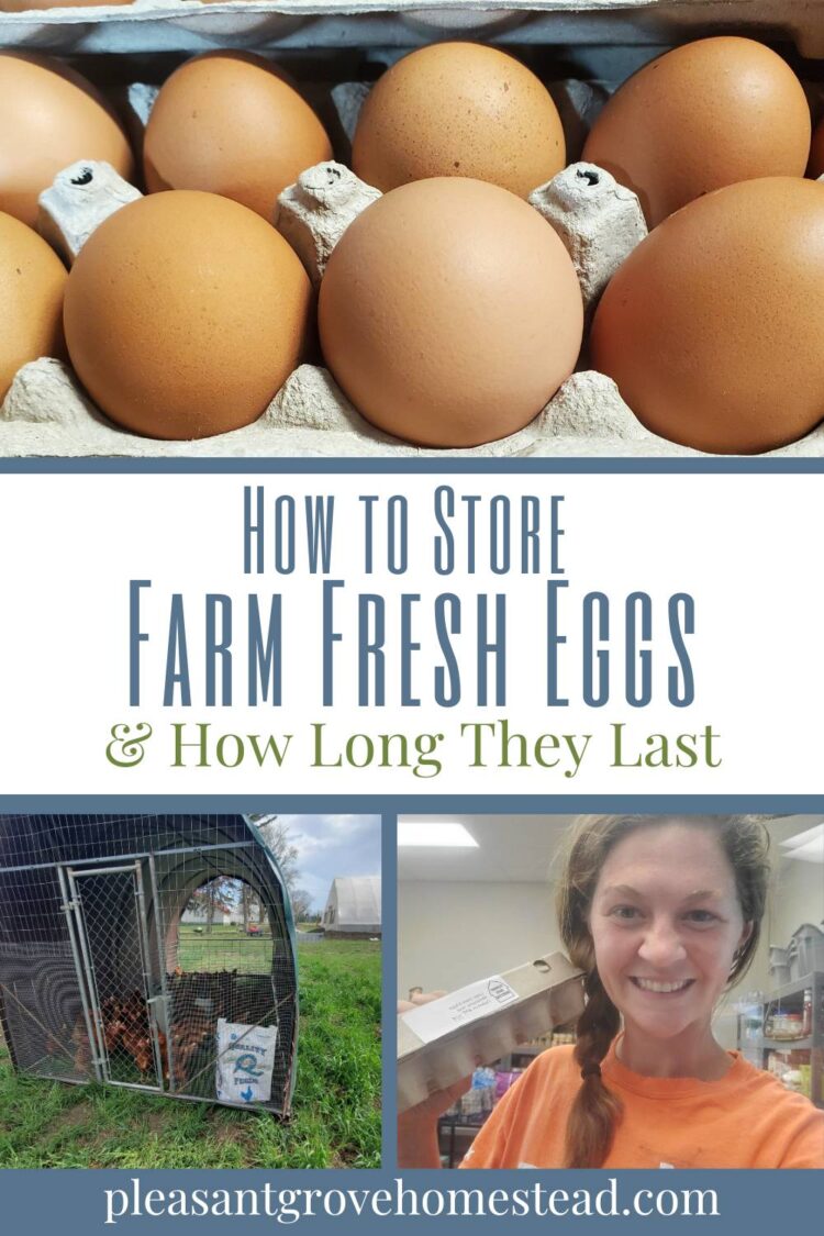 How to Store Farm Fresh Eggs (and How Long They Last)