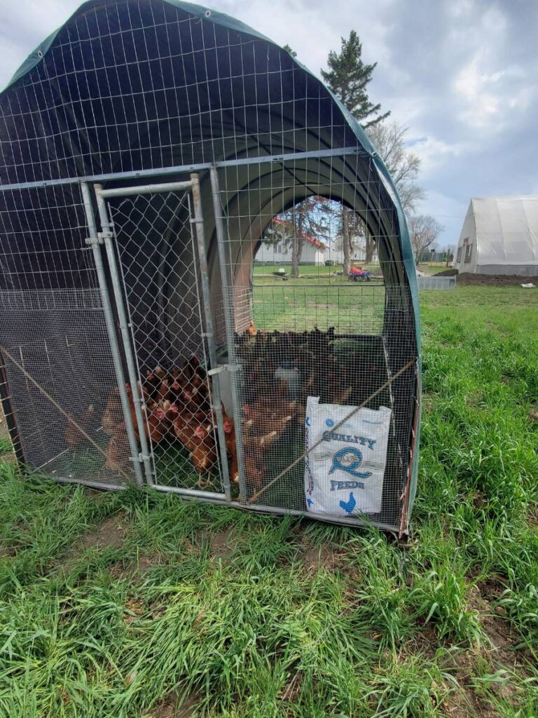 How to Store Farm Fresh Eggs (and How Long They Last)