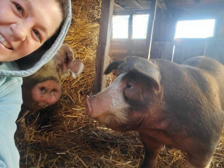 Guide to the Best Breeds of Pigs to Raise for Meat