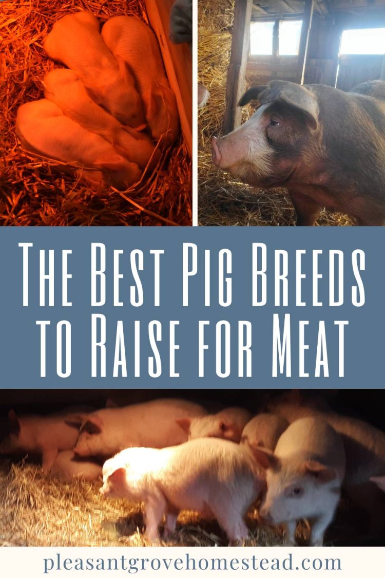 Guide to the Best Breeds of Pigs to Raise for Meat