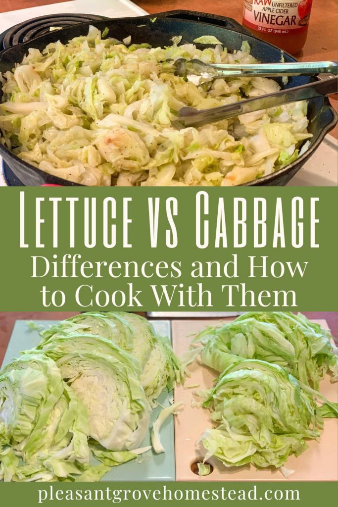 Lettuce vs Cabbage: Differences and How to Cook With Them