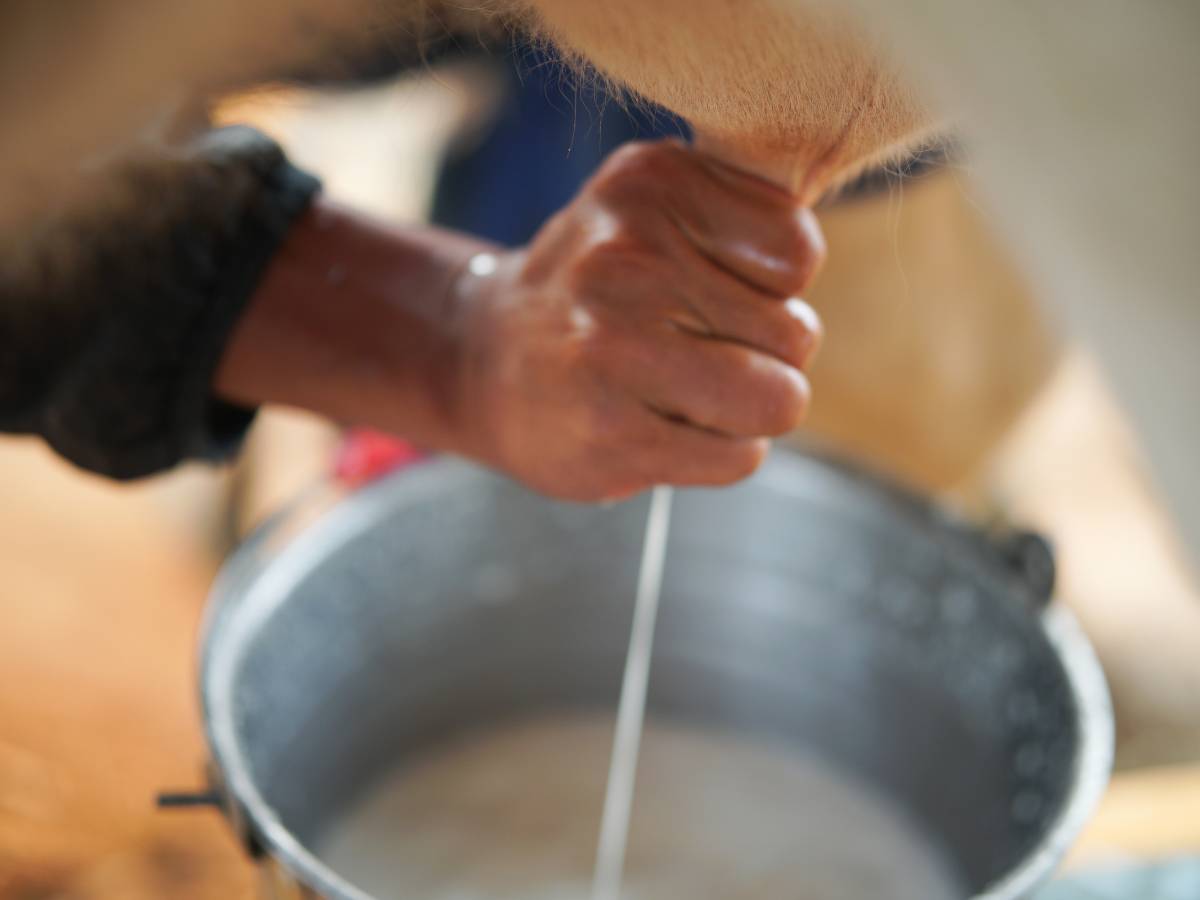 Raw Milk: Pros and Cons, History and Health Benefits