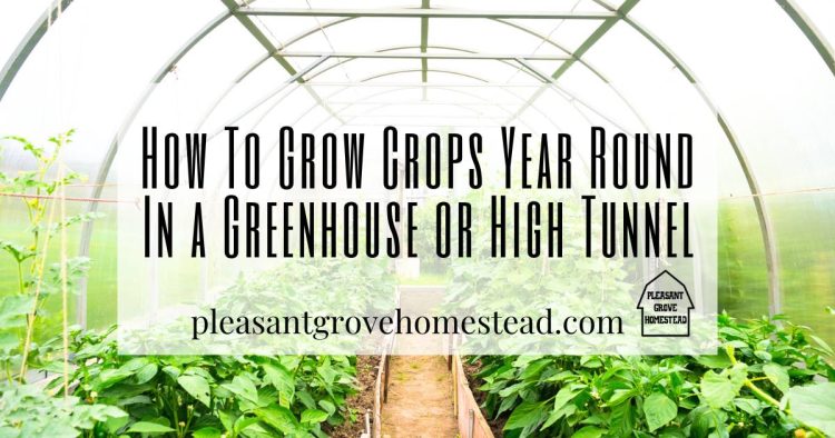 How To Grow Crops Year Round In a Greenhouse or High Tunnel