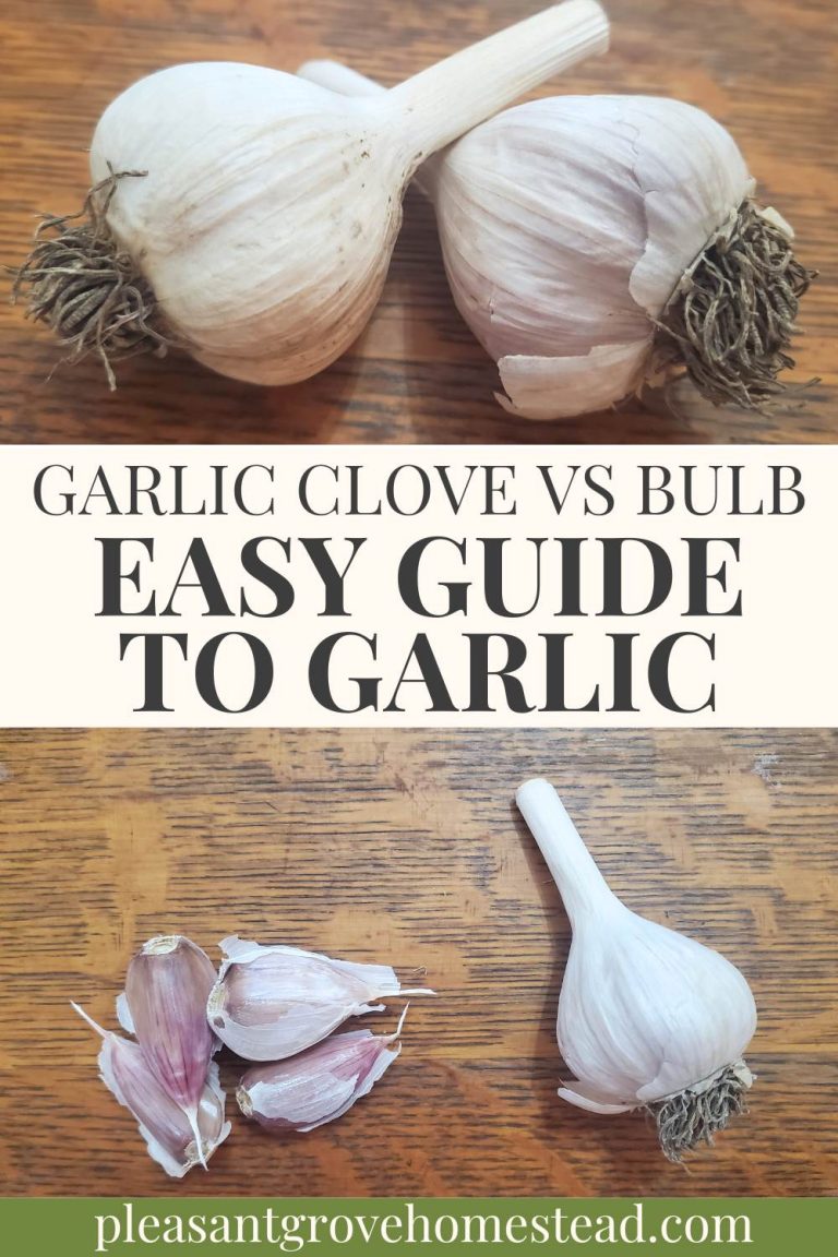 Garlic Clove vs Garlic Bulb: Easy Guide to Garlic