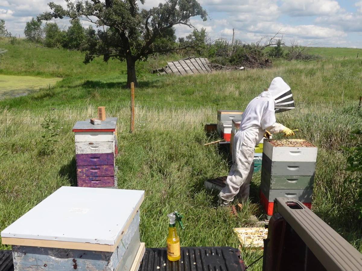 How to Harvest Honey From Bee Hives- From Hive to Bottle