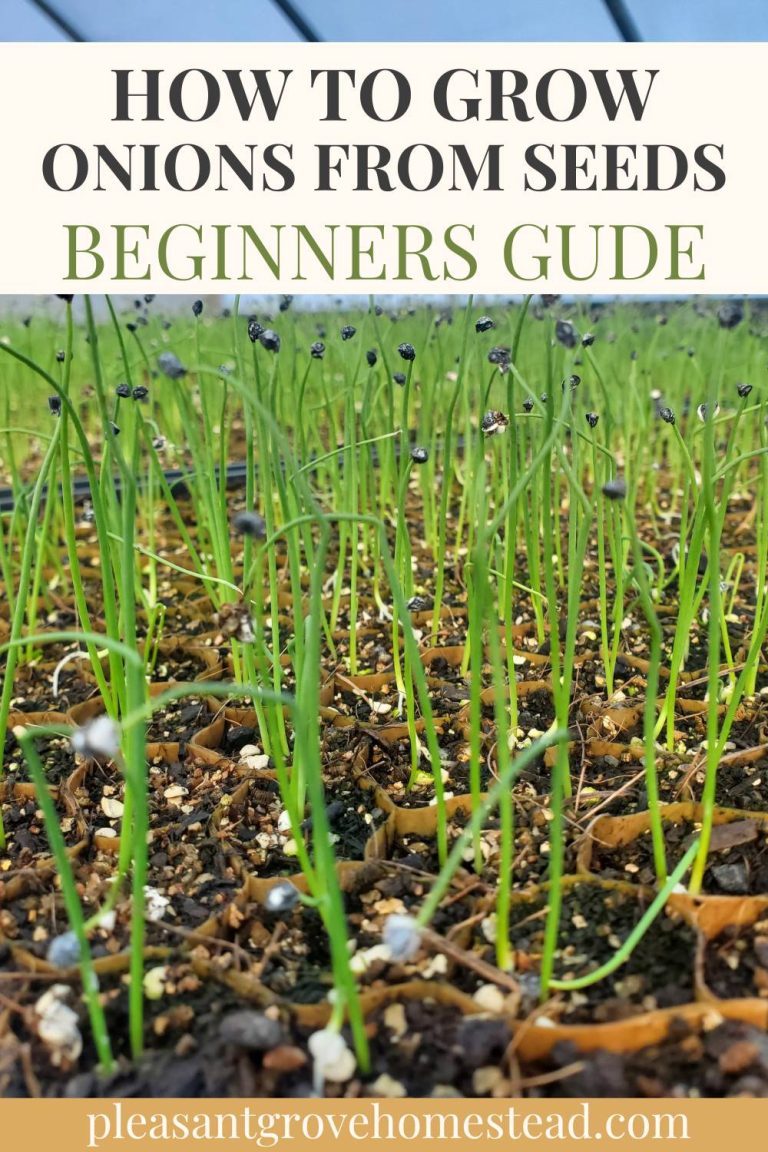 How To Grow Onions From Seeds – Beginner’s Guide